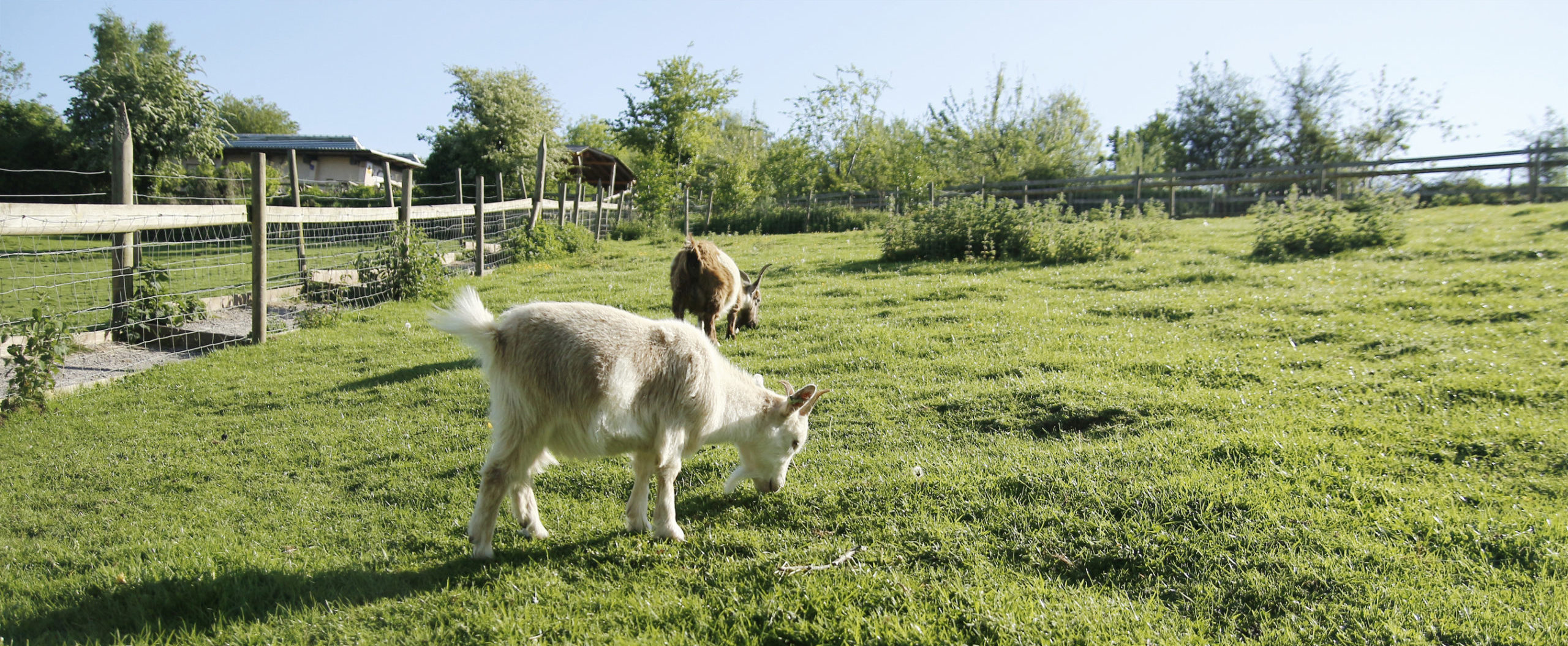TB in Goats, Symptoms & Testing Tuberculosis | TB hub